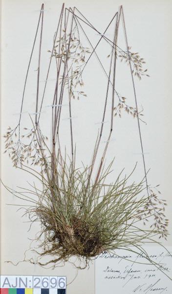 Kringla - kruståtel