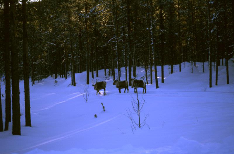 Kringla - vinter, skog, ren, snö, boatsoj, dálvve, vuobme, guohtomednam