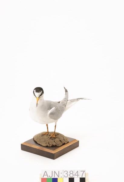 Kringla - fågel, småtärna