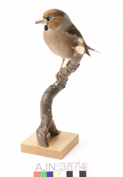 Kringla - fågel, stenknäck