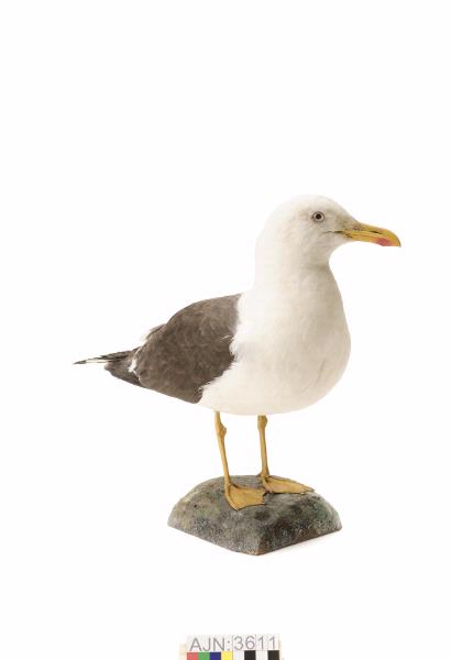 Kringla - fågel, silltrut