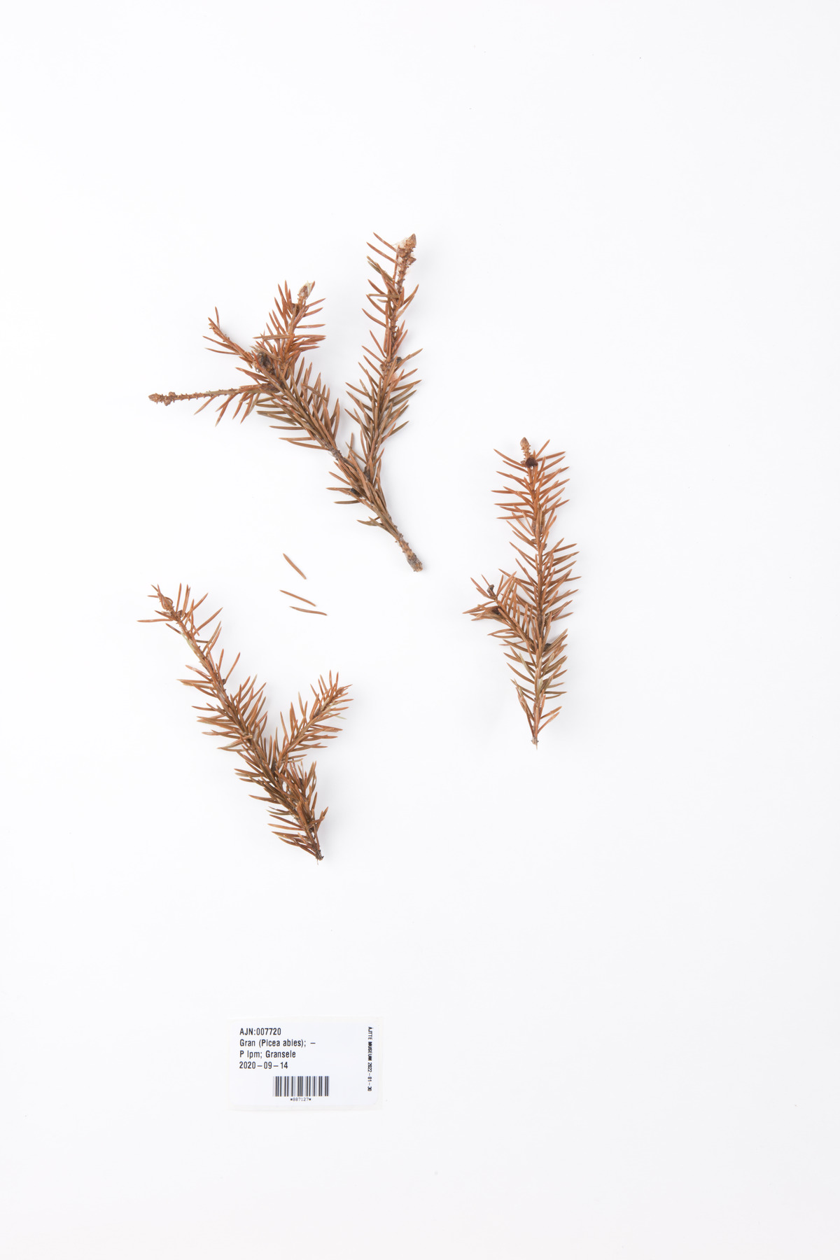 Kringla - vanlig gran, gran