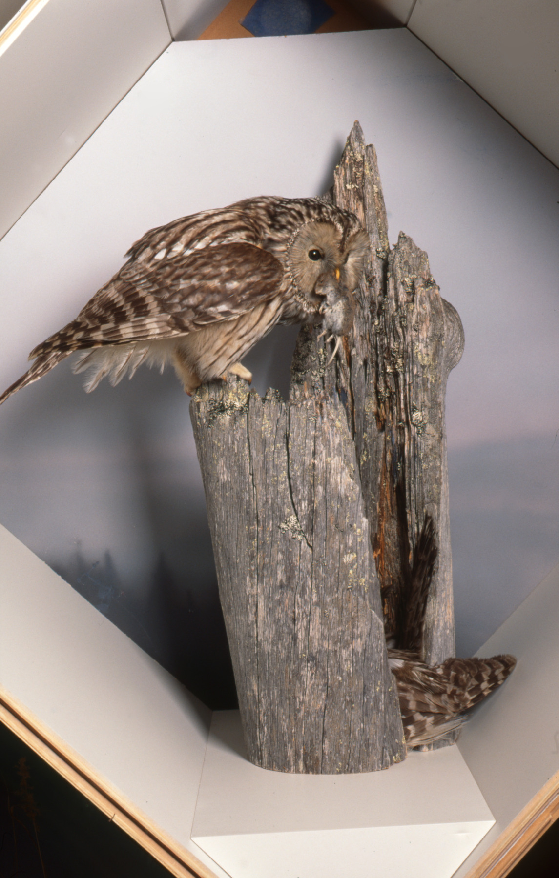 Kringla - uggla, slaguggla, fågel